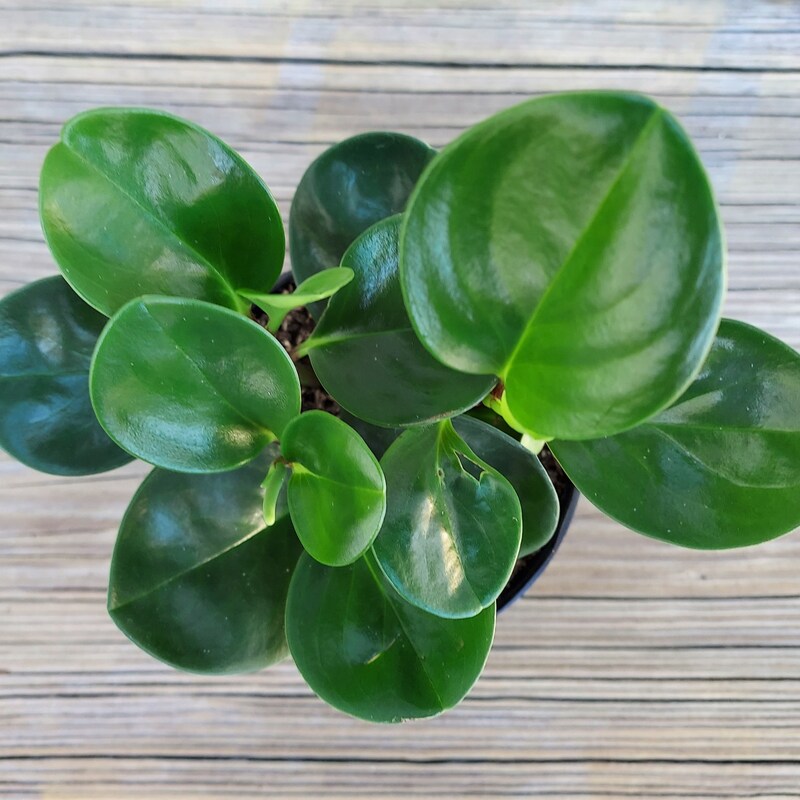 Rubber Plant Live - Etsy
