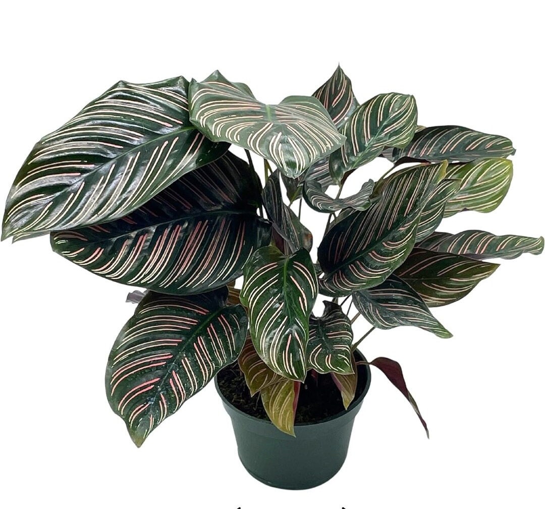 Pretty in Pink Calathea Ornata 4in, Live Houseplant, Air Purifying and ...