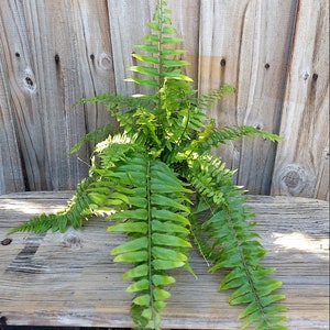 Gorgeous Large Macho Fern 6", Nephrolepis Biserrata, Giant Sword Fern ...