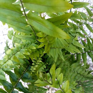 Gorgeous Large Macho Fern 6", Nephrolepis Biserrata, Giant Sword Fern ...