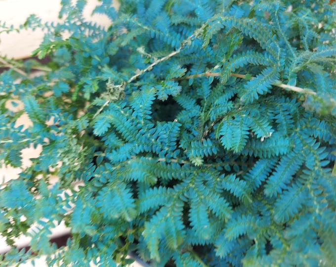 Peacock Fern, Rainbow Fern, 6", Selaginella Uncinata, Rainbow Moss ...
