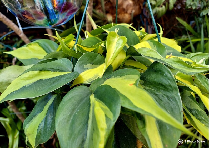 Rare Heart-leaf Philodendron 'brasil' Philodendron - Etsy
