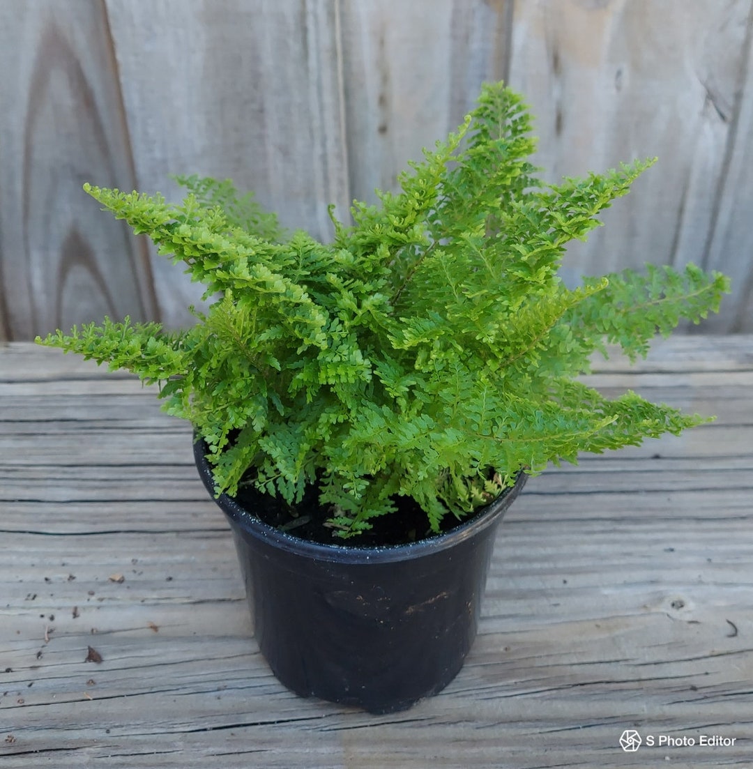 Rare "cotton Candy" Fern 6", "suzi Wong", Nephrolepis Exaltata, Boston ...