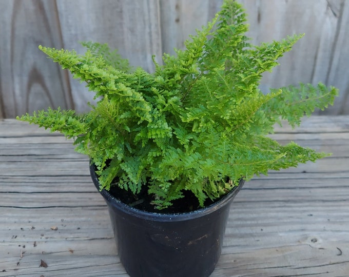 Rare "cotton Candy" Fern 6", "suzi Wong", Nephrolepis Exaltata, Boston ...