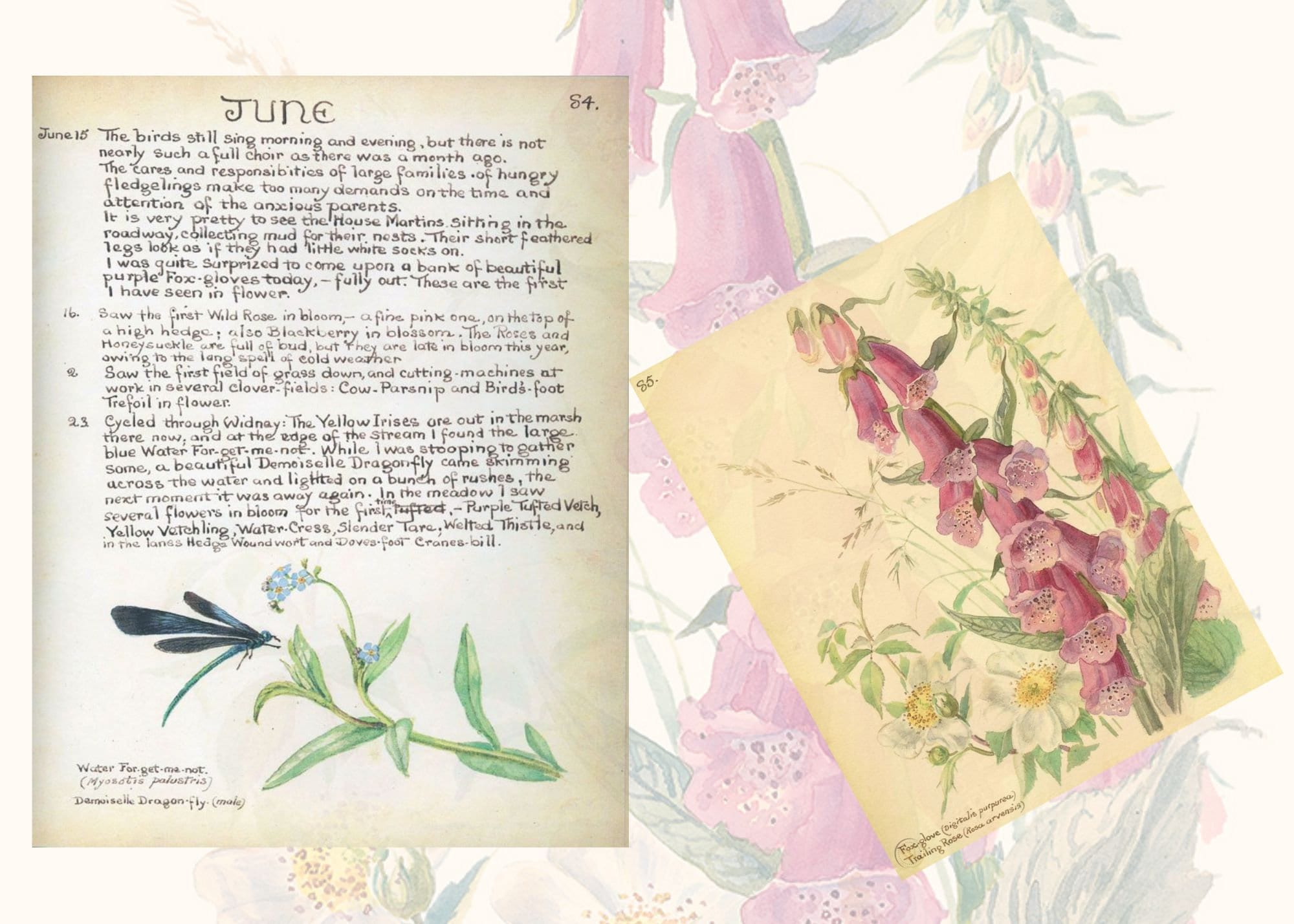 Edith Holden Junk Journal the Four Seasons Digital Kit Vintage ...