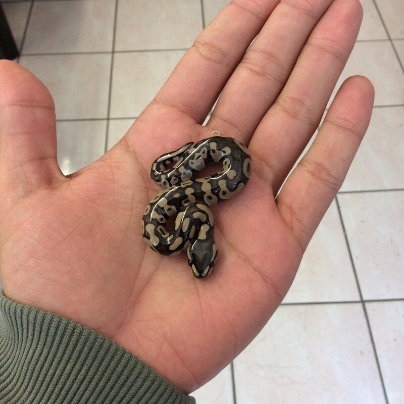 Ball Python - Etsy