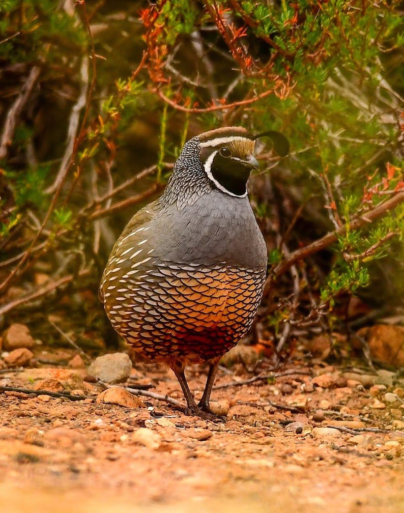 Quail, Photo, Digital Download, Printable Wall Art, Style Stock ...