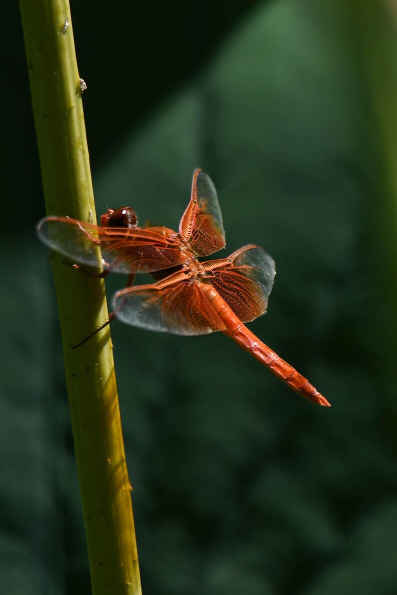 Red, Dragonfly, Insects, Nature Photography, Wildlife Photography, Home ...