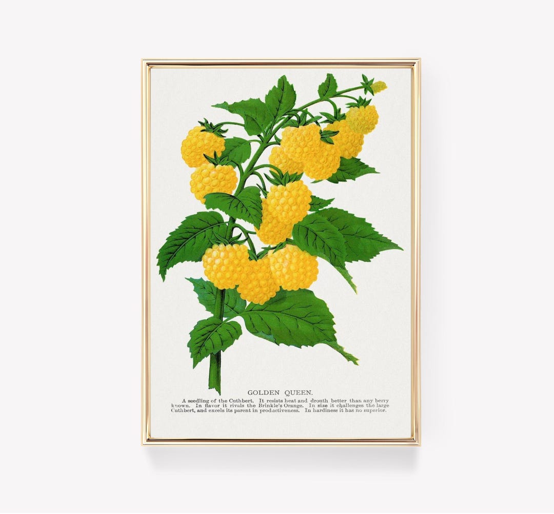 Golden Queen Raspberry | Berry Art Print | Fruit Illustration ...