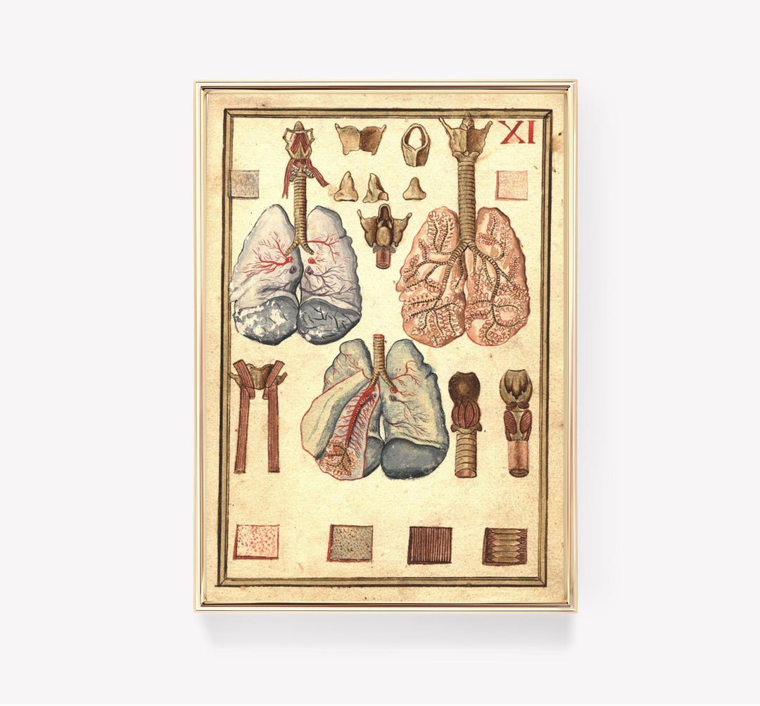 Anatomical Lungs Poster | Vintage Medical Art | Lung Anatomy Print ...
