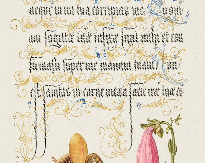 Illuminated Manuscript | Letter R Initial With Classic Flourish ...