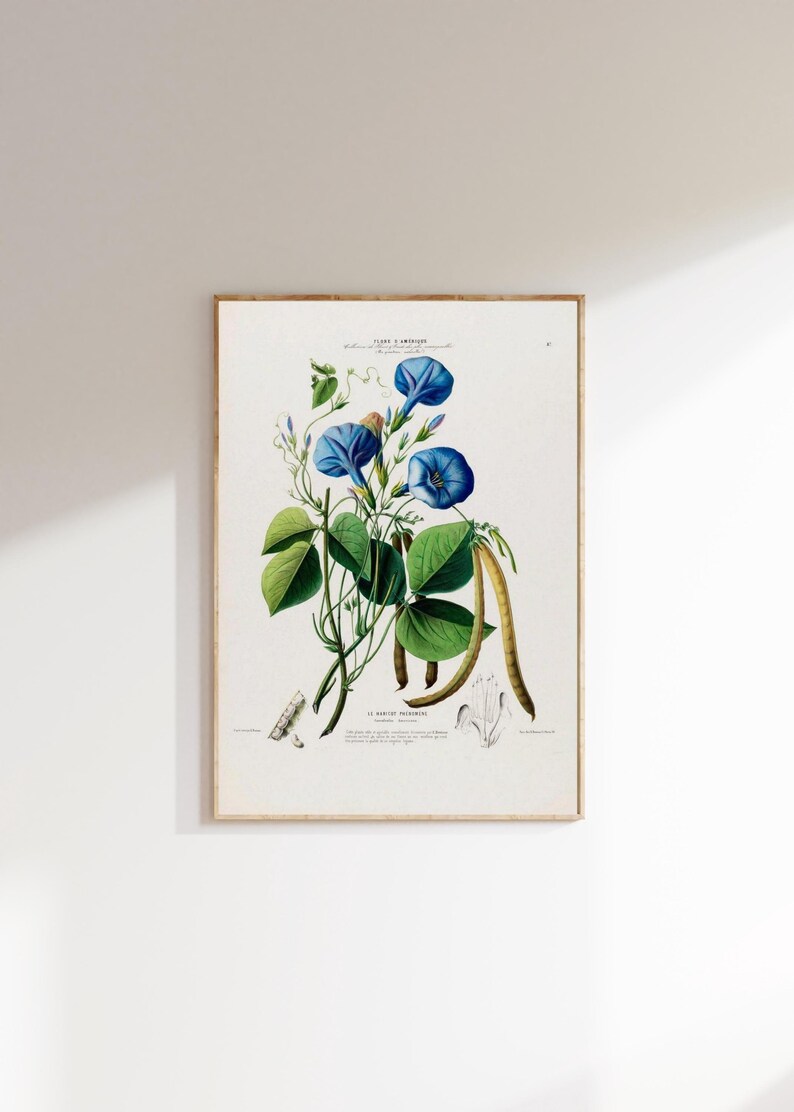 Vintage Botanical Art | Le Haricot Phenomenon | Antique Plant Print ...