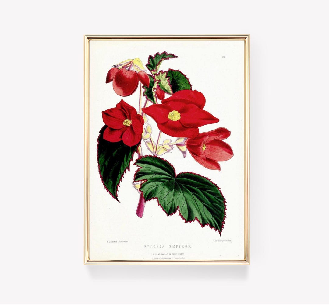 Begonia Emperor | Vintage Painting | Botanical Art | Antique Begonia ...