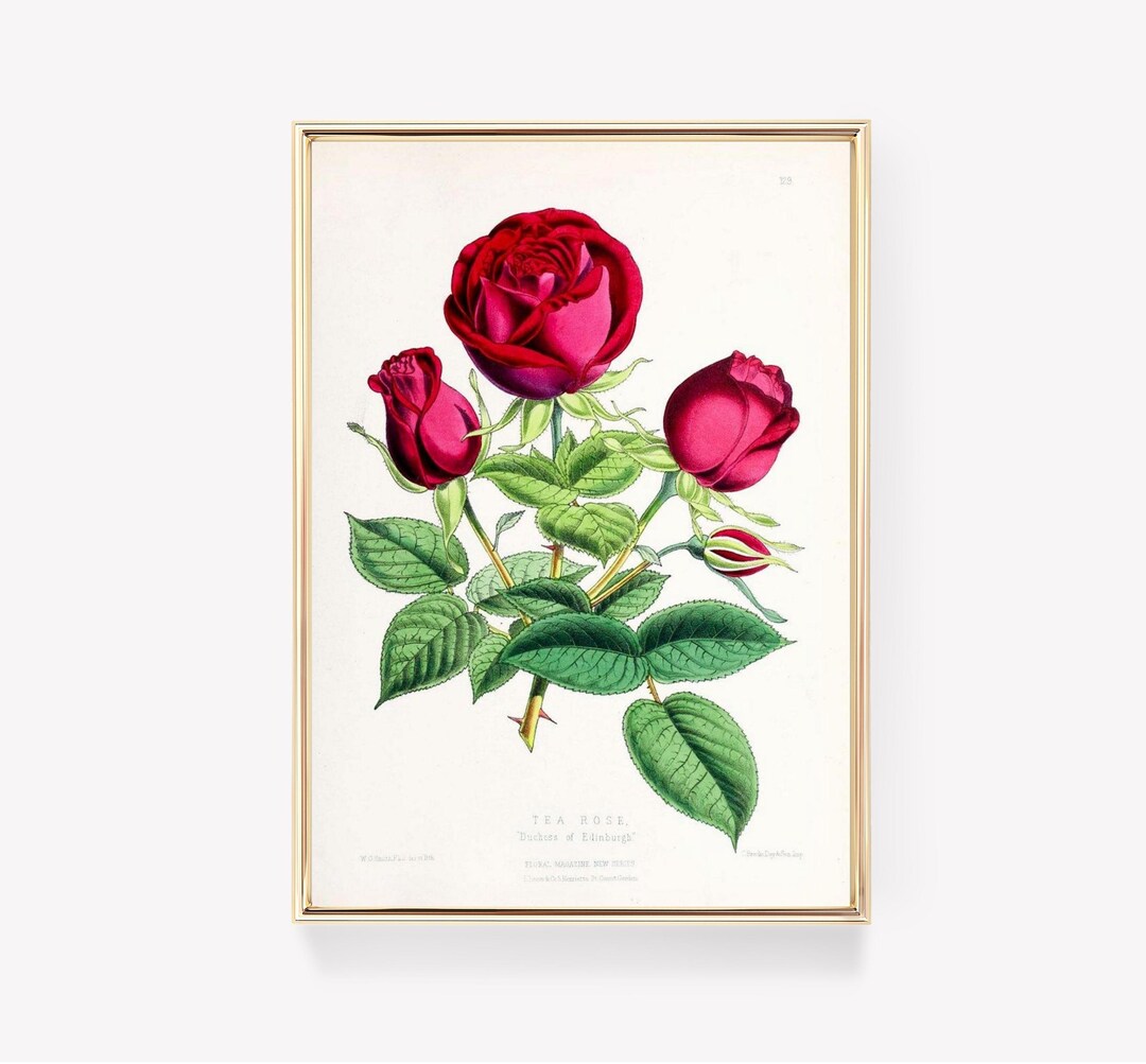 Tea Rose Print | Duchess of Edinburgh Art | Vintage Rose Painting ...