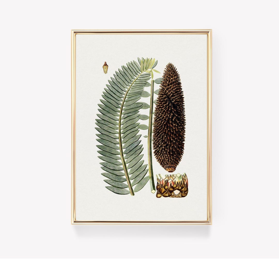 Botanical Cycad Print | Vintage Cycad Art | Botanical Illustration ...