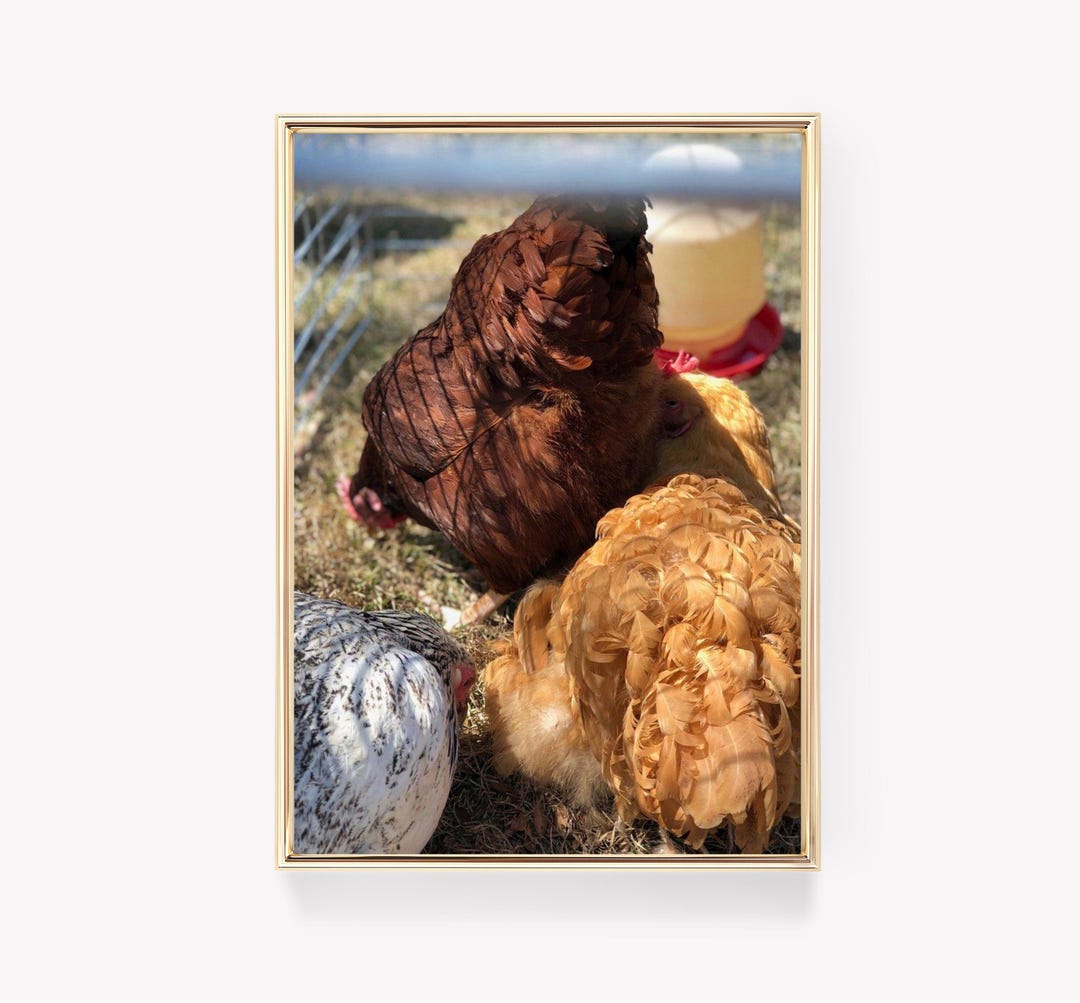 Chickens in Coop | Farm Animal Art | Rustic Farmhouse Print | Vintage ...