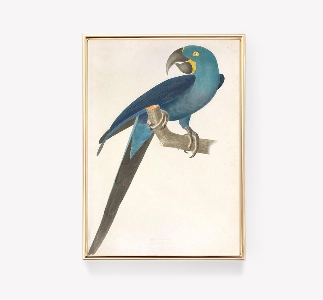 Edward Lear Art | Hyacinth Macaw Drawing | Bird Illustration Print ...
