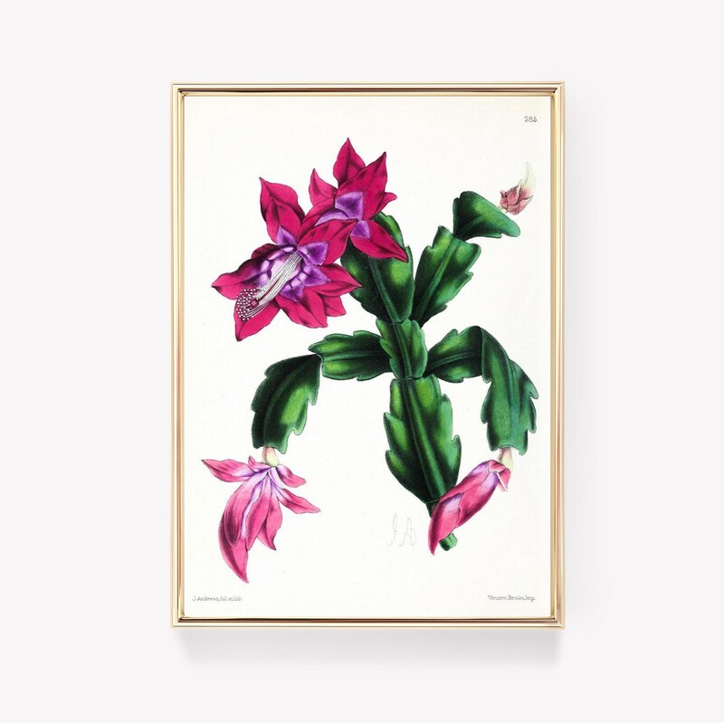 Schlumbergera - Etsy