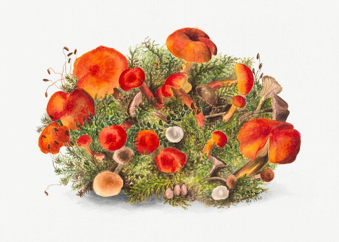 Elizabeth Blackwell | Mushrooms Art | Vintage Painting | Nature ...