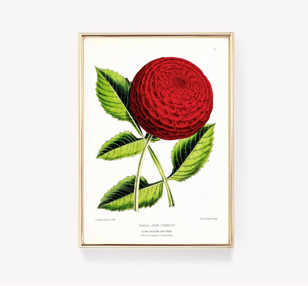 Dahlia Artwork | John Standish Dahlia | Floral Print | Botanical Art ...