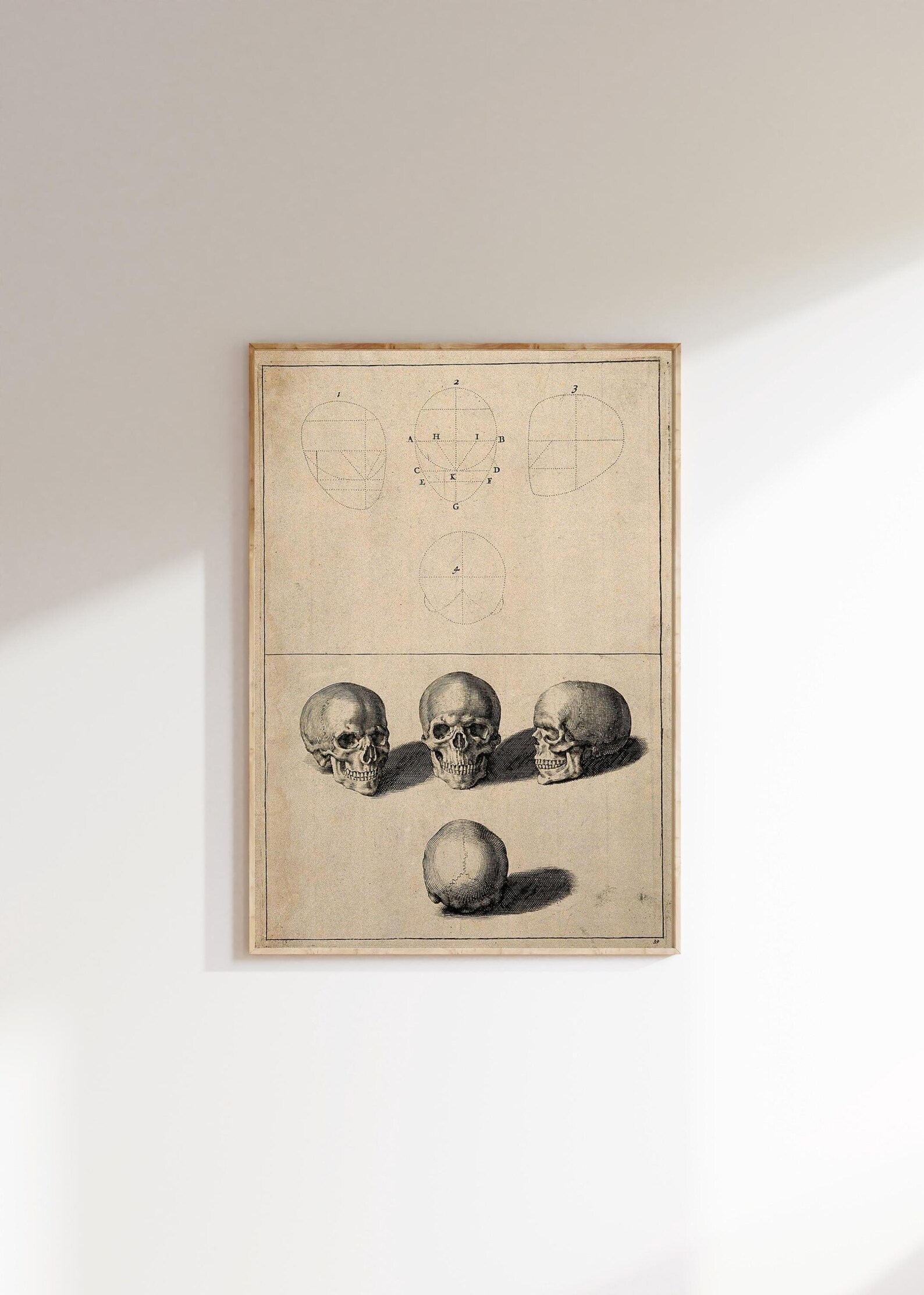 Albinus's View | Human Head | Symmetry Art | Anatomy Study | Vintage ...