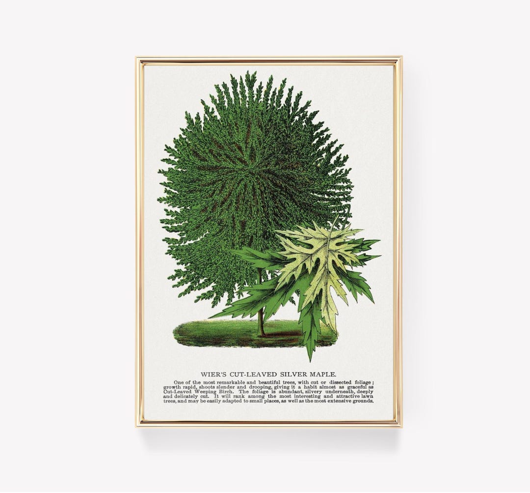 Wier's Cut-leaved | Silver Maple Print | Vintage Tree Print | Wall Art ...