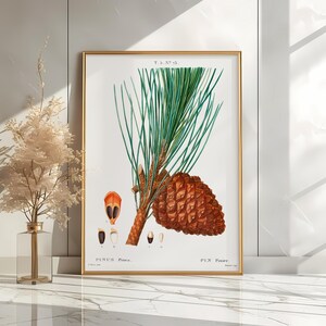 Stone Pine Print | Christmas Poster | Vintage Print | Pine Cone ...