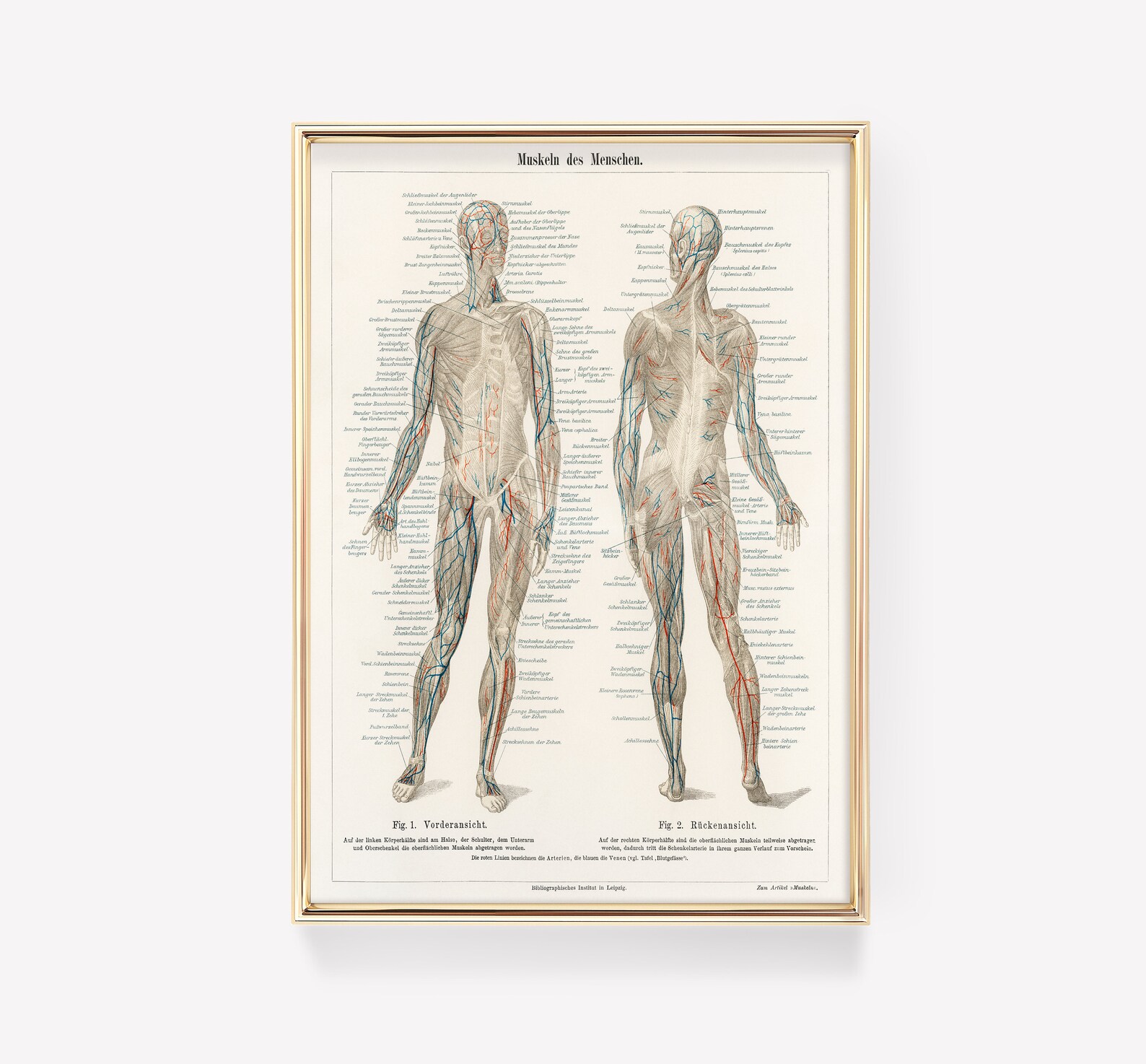 Surgeon Print | Body Anatomy Art Print | Human Anatomy Art | Vintage ...