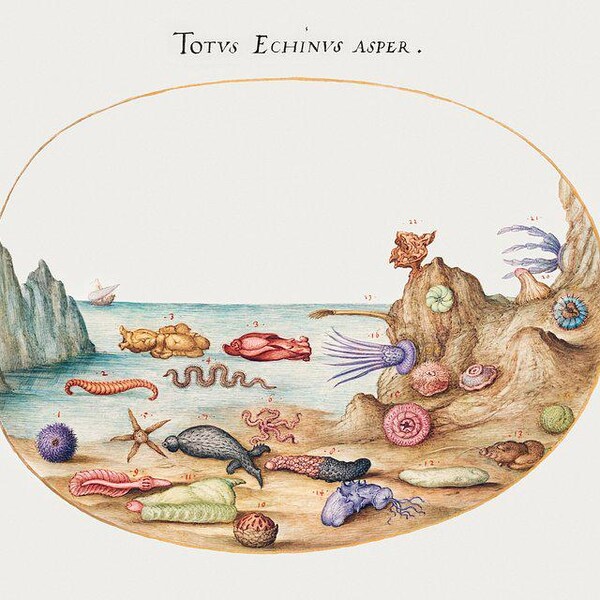 Albertus Seba - Etsy