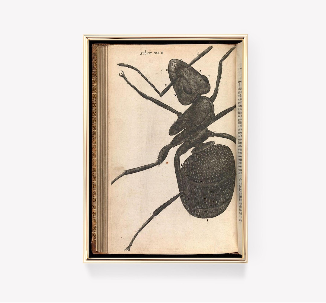 Robert Hooke Micrographia | Ant Illustration Poster | Vintage Print ...