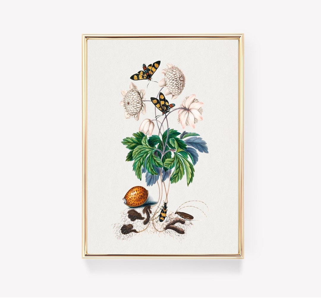 Maria Sibylla Merian | Botanical Illustration | Insects Print | Vintage ...