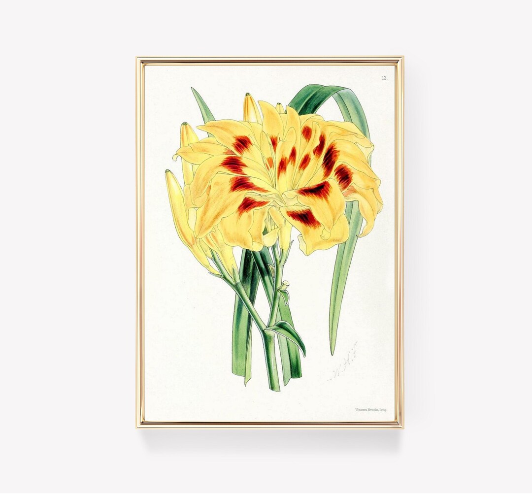 Lilian Snelling | Lilium X Testaceum | Vintage Flower Print | Botanical ...