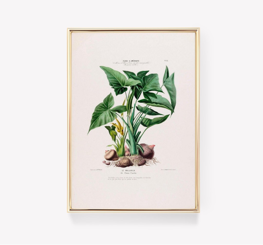 Botanical Illustration | Pierre-joseph Redouté | Le Malanga | Vintage ...