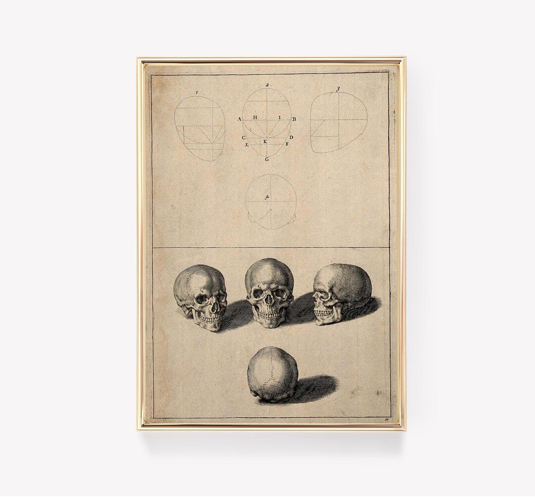 Albinus's View | Human Head | Symmetry Art | Anatomy Study | Vintage ...