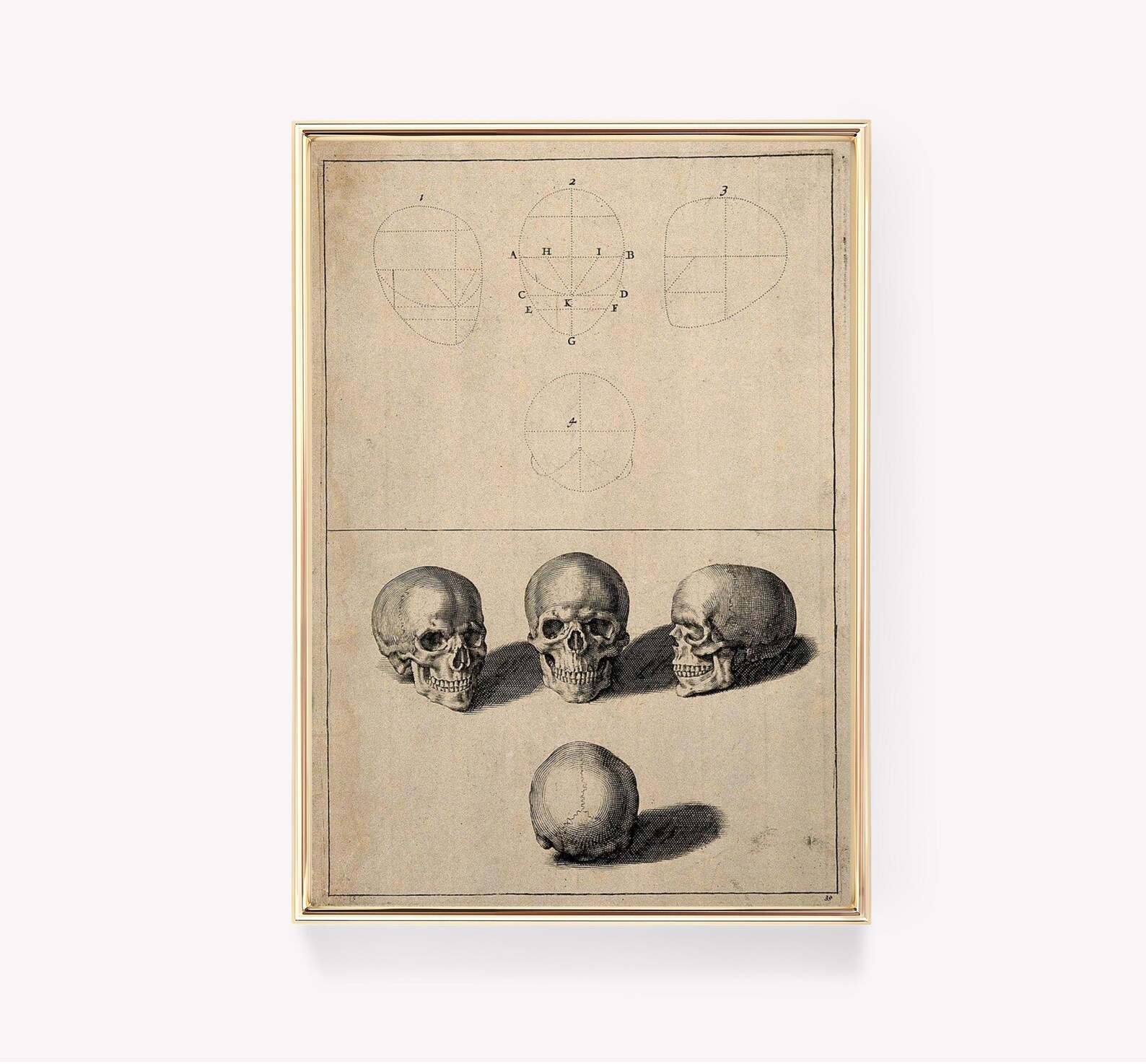 Albinus's View | Human Head | Symmetry Art | Anatomy Study | Vintage ...