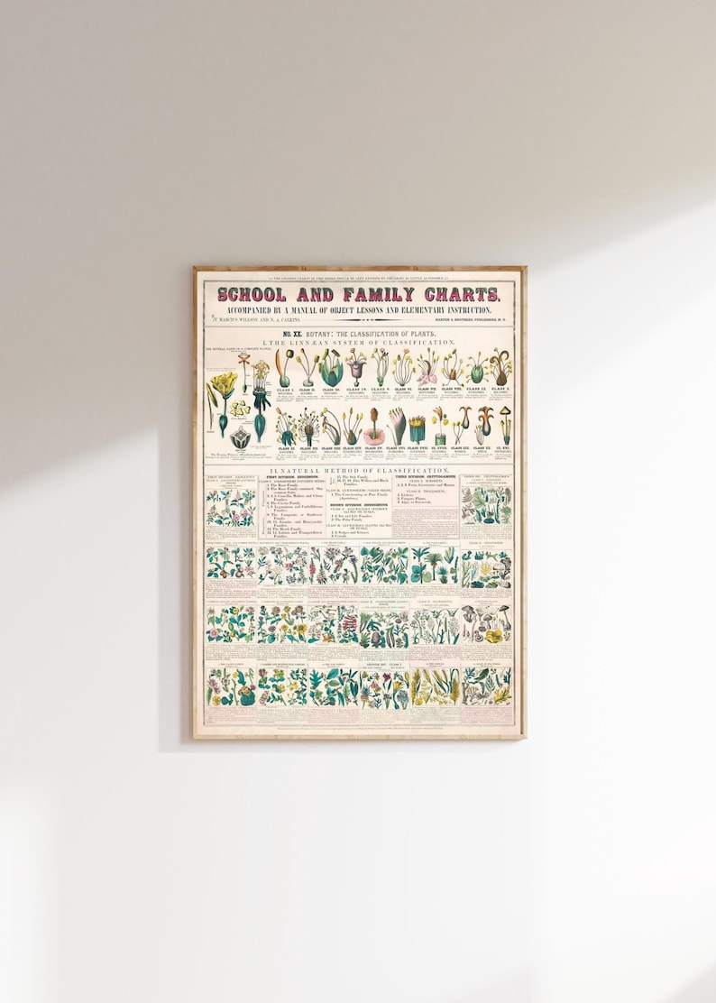 Educational Poster | Botany Classification | Plant Chart Print ...