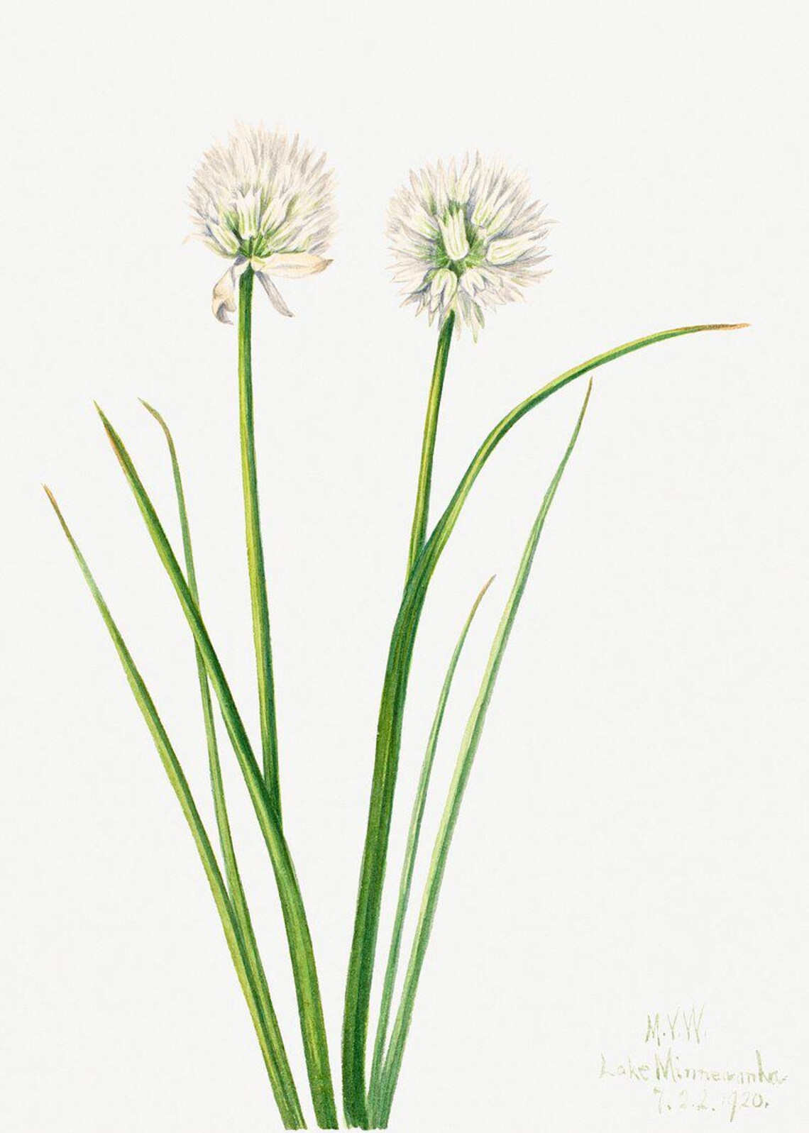 May Gibbs Illustration | Australian Flowers Print | Native Birds Art ...