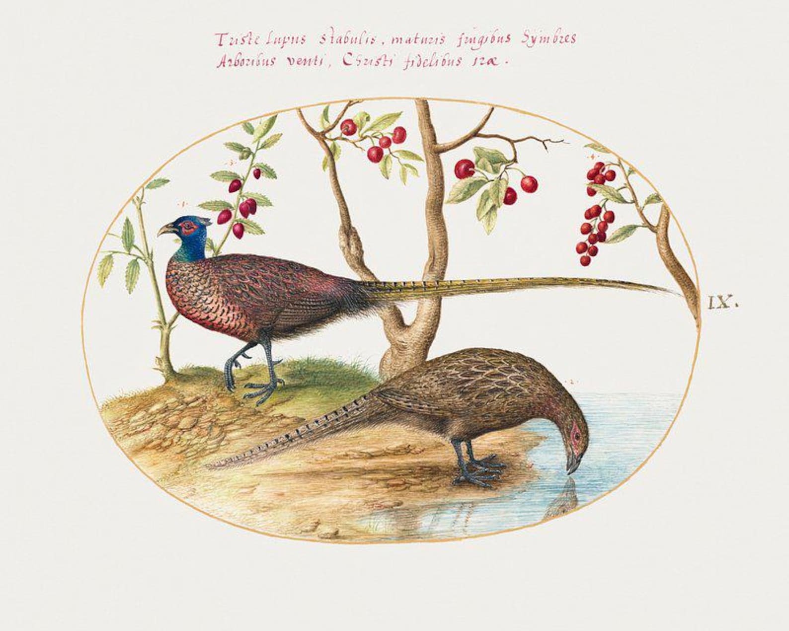 Albertus Seba Pheasants | Vintage Bird Print | Antique Nature Art ...