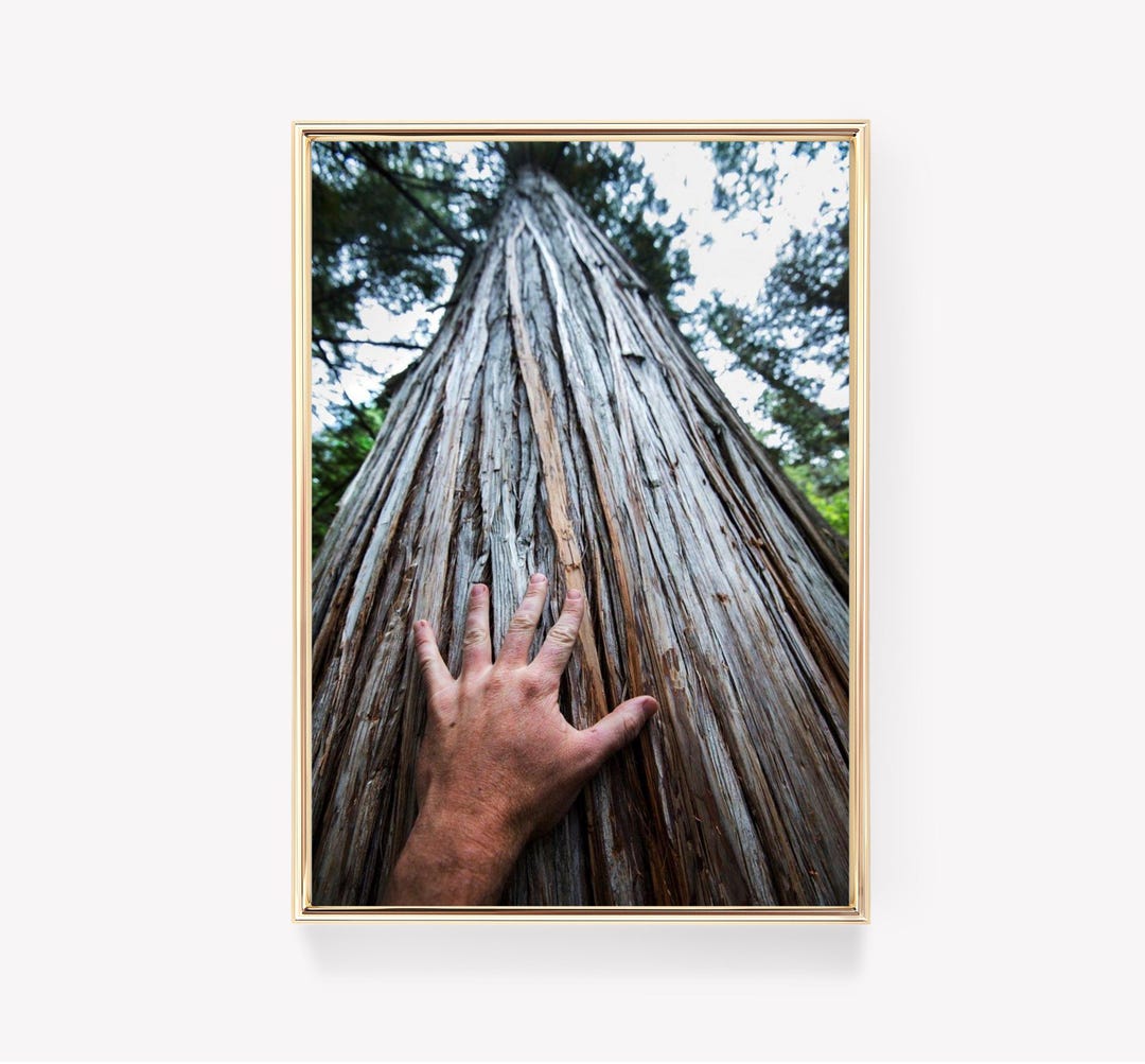 Hand Touching Tree | Nature Art | Tree Trunk Print | Vintage Painting ...