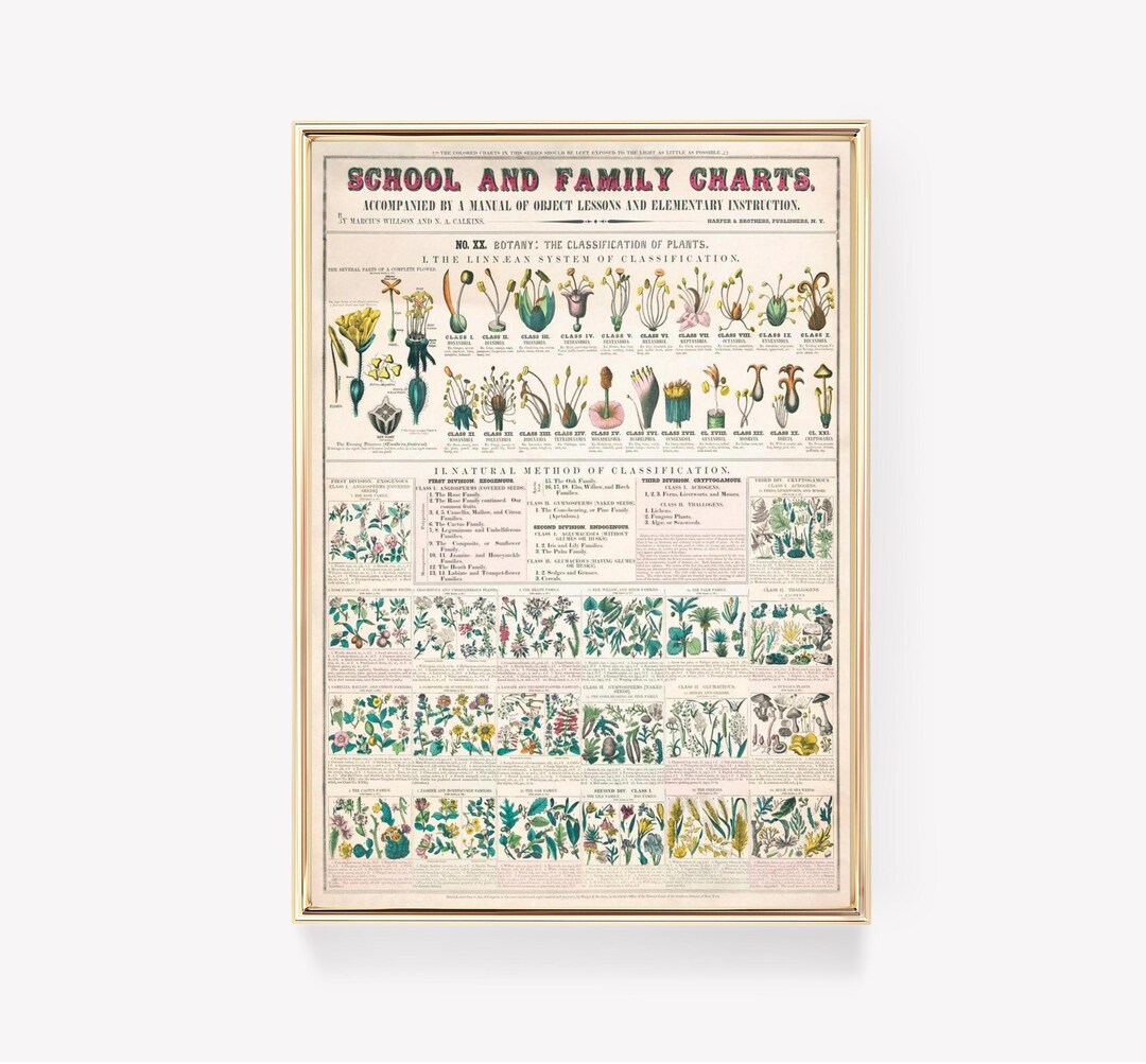 Educational Poster | Botany Classification | Plant Chart Print ...