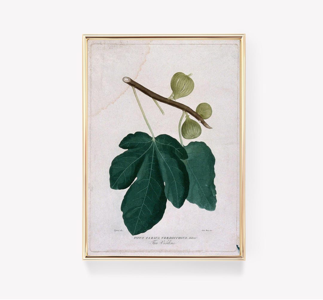 Sage Green Fig | Botanical Art Print | Fig Branch Print | Vintage ...