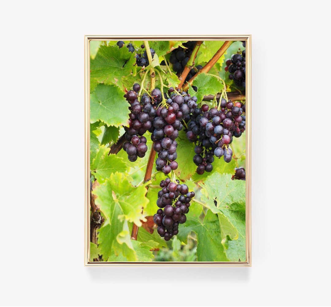 Purple Grapes Poster | Vintage Grape Print | Wall Decor | Vineyard Art ...
