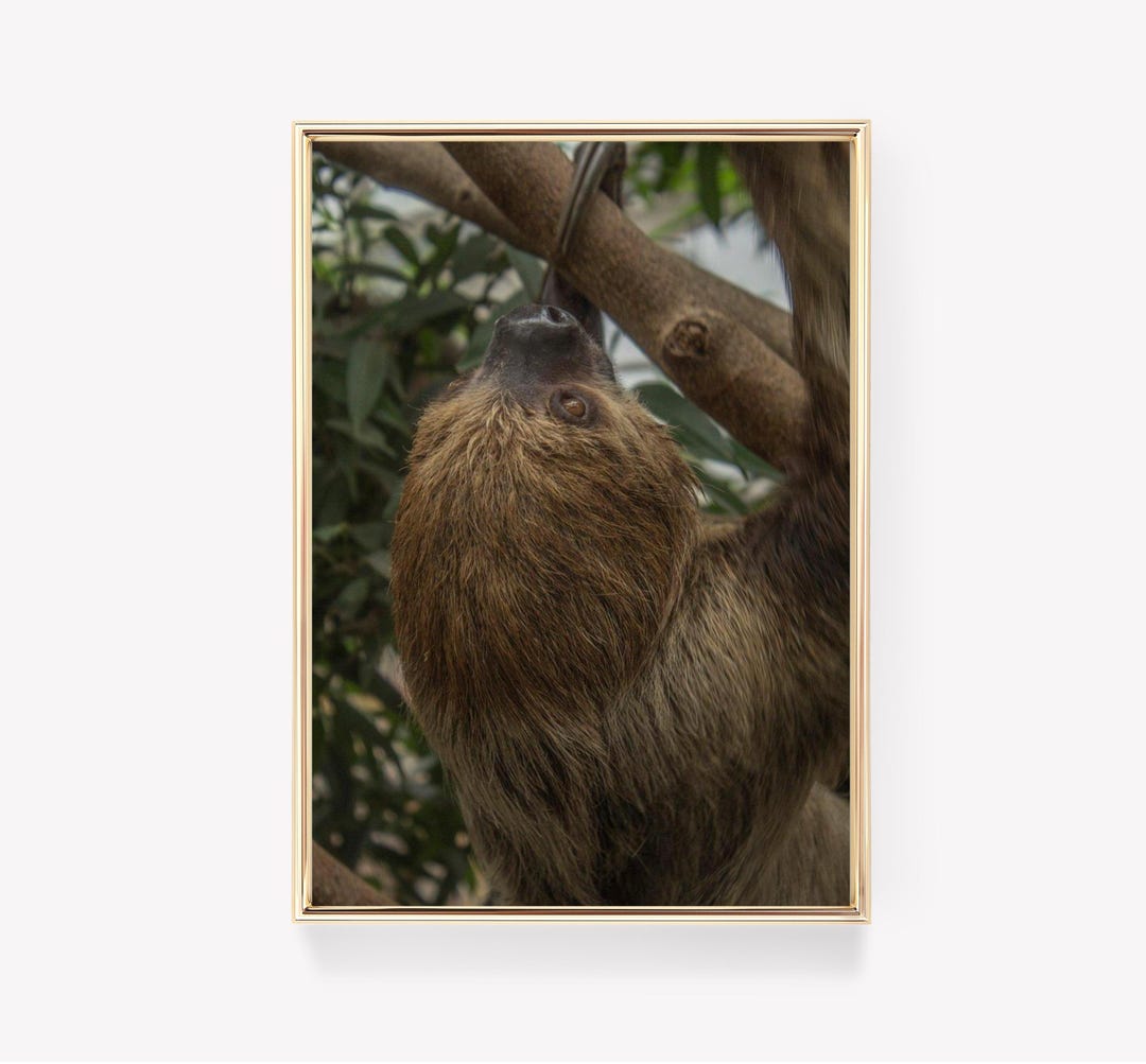 Hanging Sloth Art Print | Tree Branch Poster | Sloth Print | Wall Decor ...