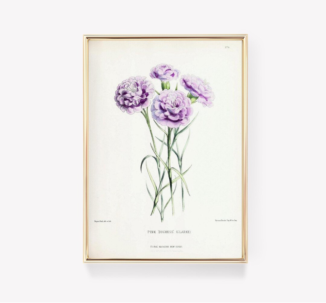 Pink Duchess Rose | Nugent Fitch Art | Vintage Flower | Antique ...