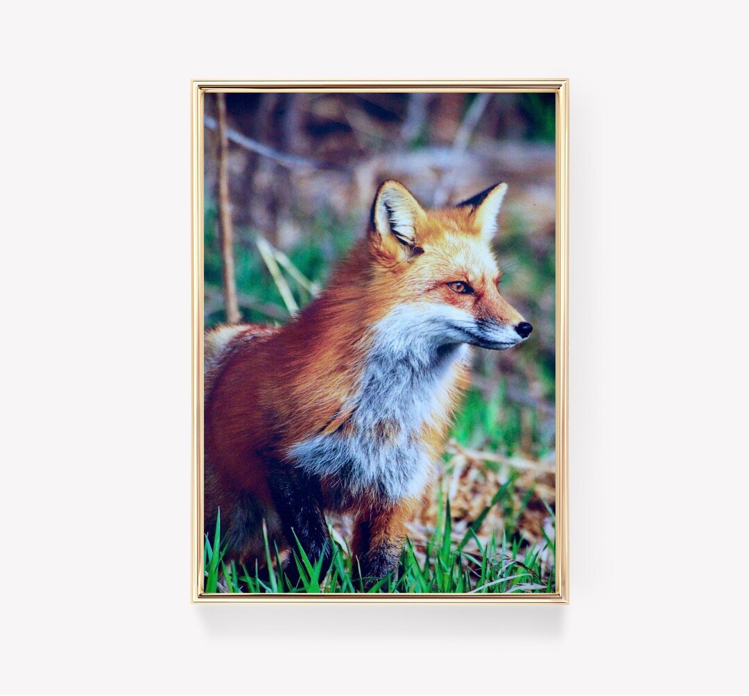 Red Fox Poster | Wildlife Art | Animal Print | Natural Habitat Decor ...