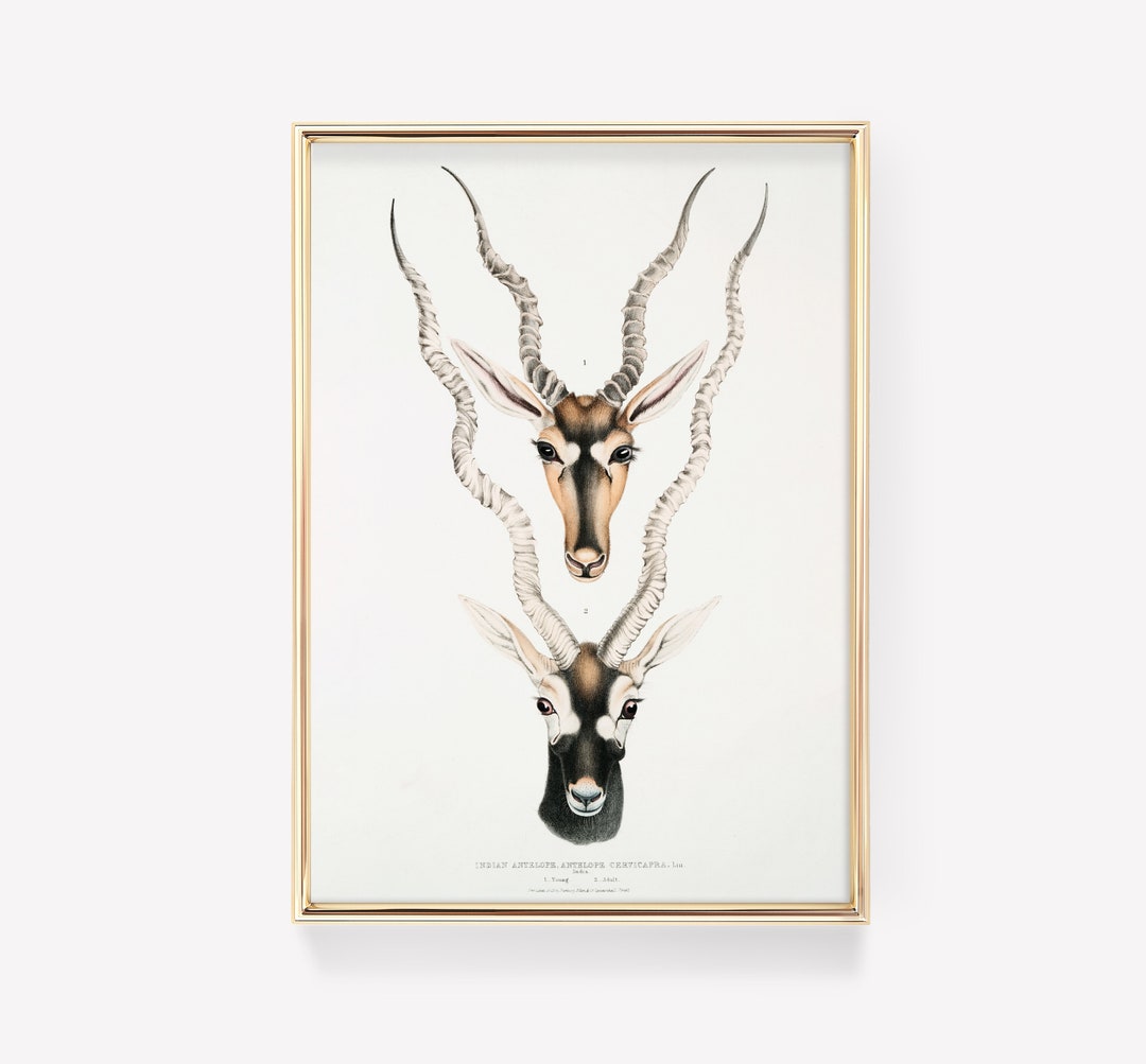 Nature Designs | Antelope Art | Nature Wall Art | Vintage Poster | Dark ...