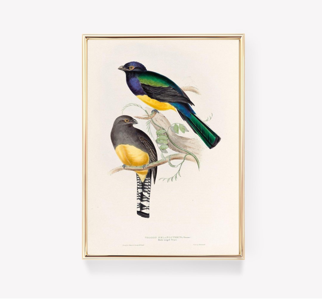 Black-winged Trogon Print | Vintage Bird Art | John Gould Art | Bird ...