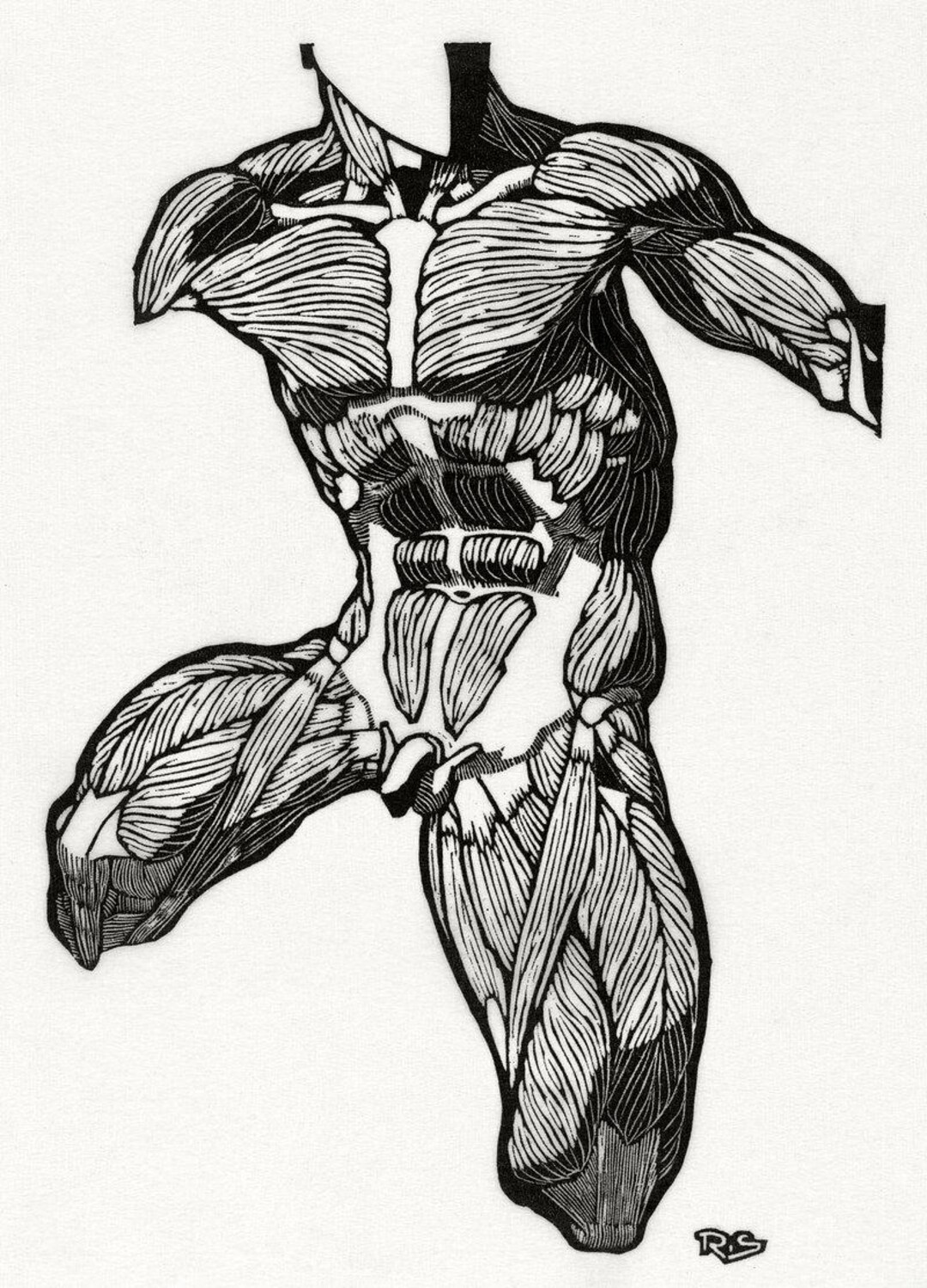 Anatomical Muscle Poster | Human Anatomy Print | Muscle Structure Art ...