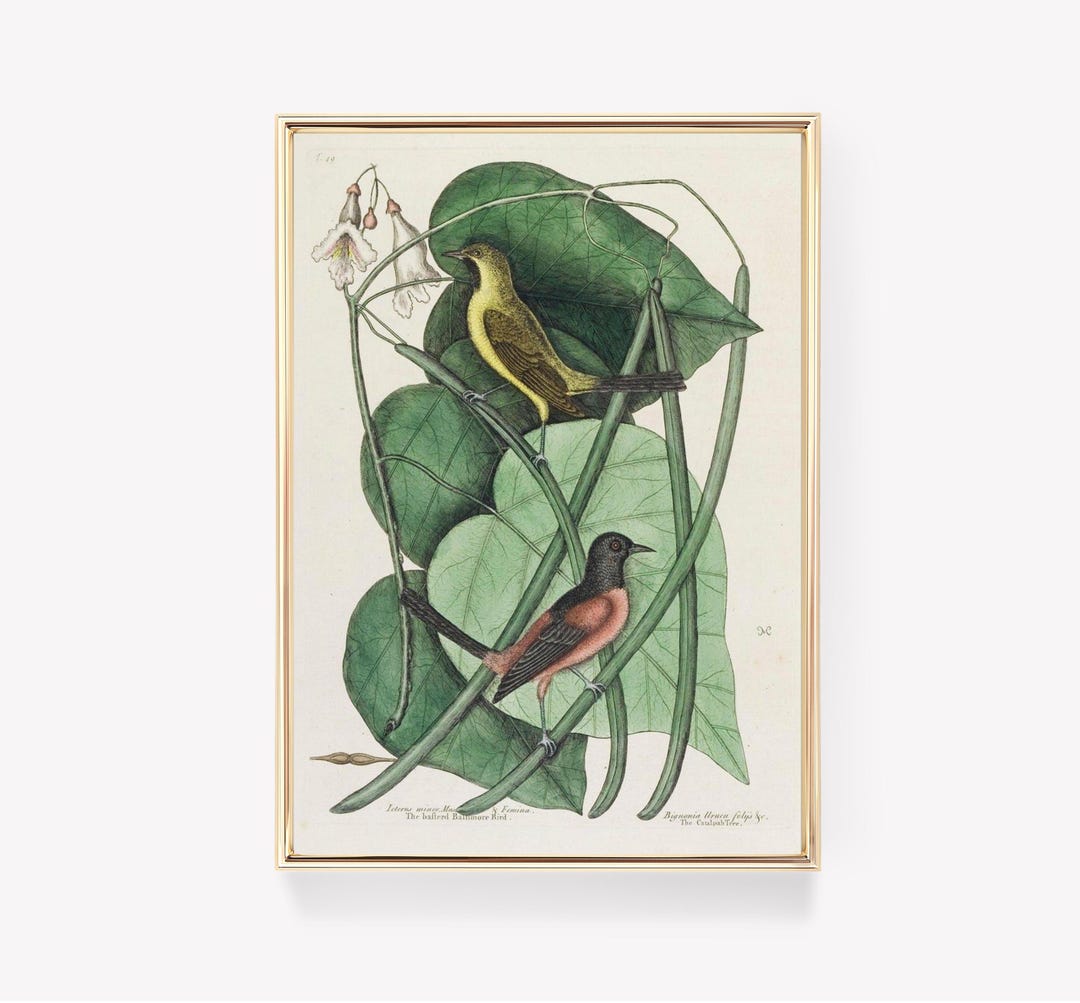 Jacques Barraband | the Baffard Baltimore Bird | Vintage Print ...