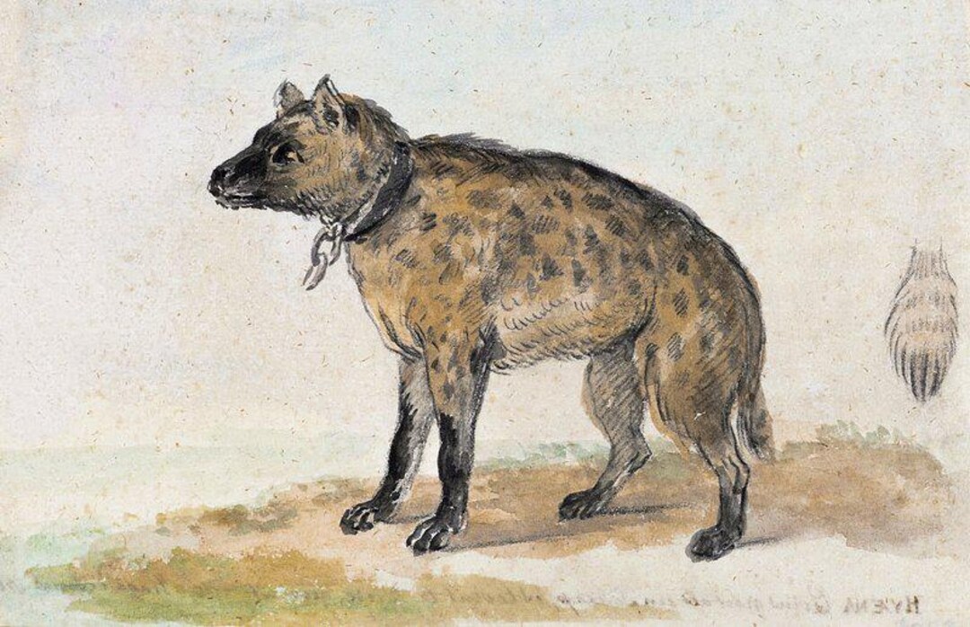 Chained Hyena Art | Hyena Wall Print | Rembrandt Hyena | Vintage ...